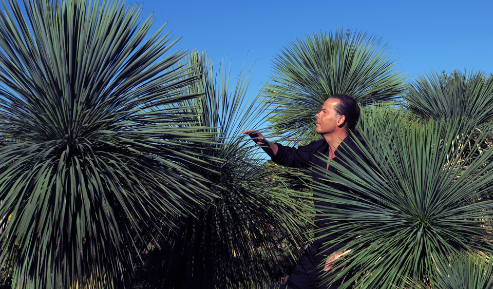 Mexican Yuccas :: Roland smeets
